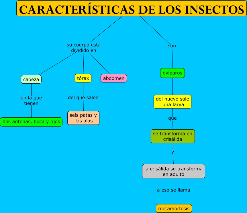 Características de los insectos